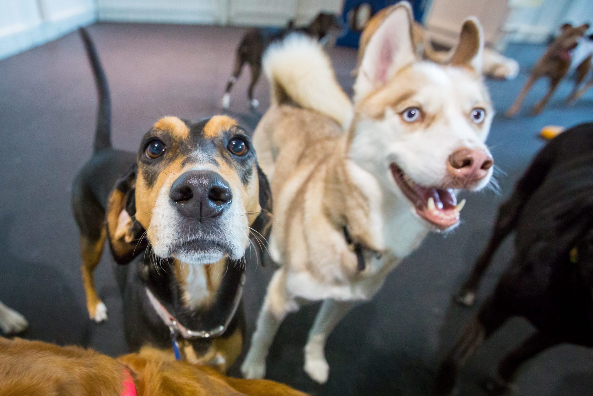 Help! Is My Dog's Play Happy or Harmful? - Healthy Hound Playground