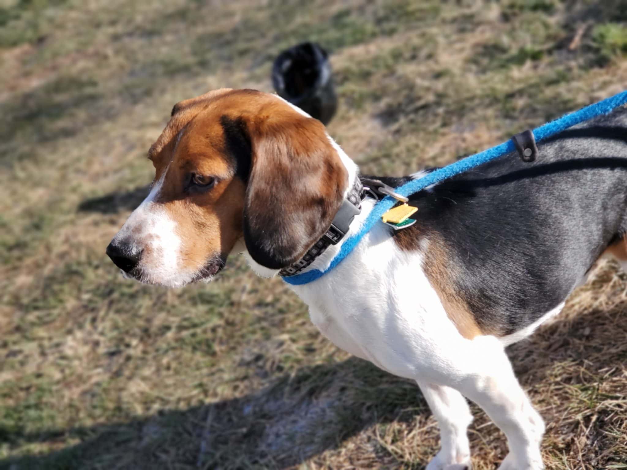 Ace - Healthy Hound Playground