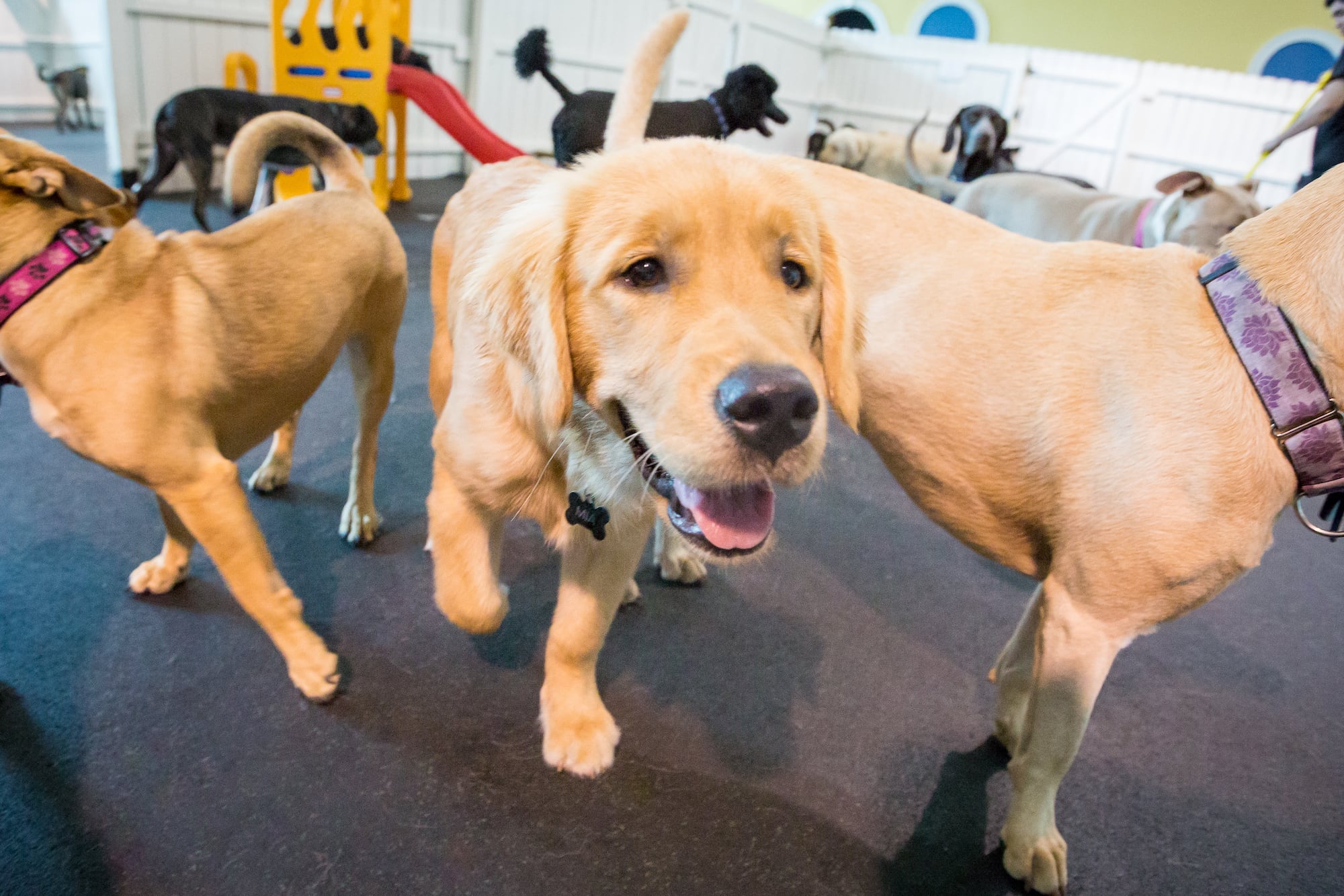 Our Blog! - Healthy Hound Playground
