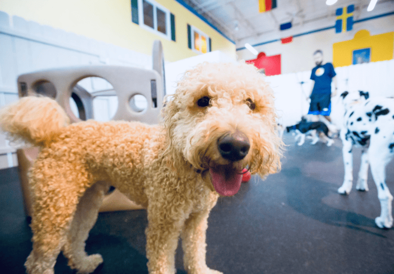 Exciting Healthy Hound Playground And Grooming Salon Spa Images